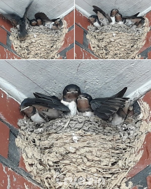 가여운 제비의 생(生)과 사(死)