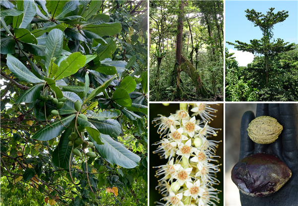 태평양 섬나라 마이크로네시아 관속식물 도감 발간